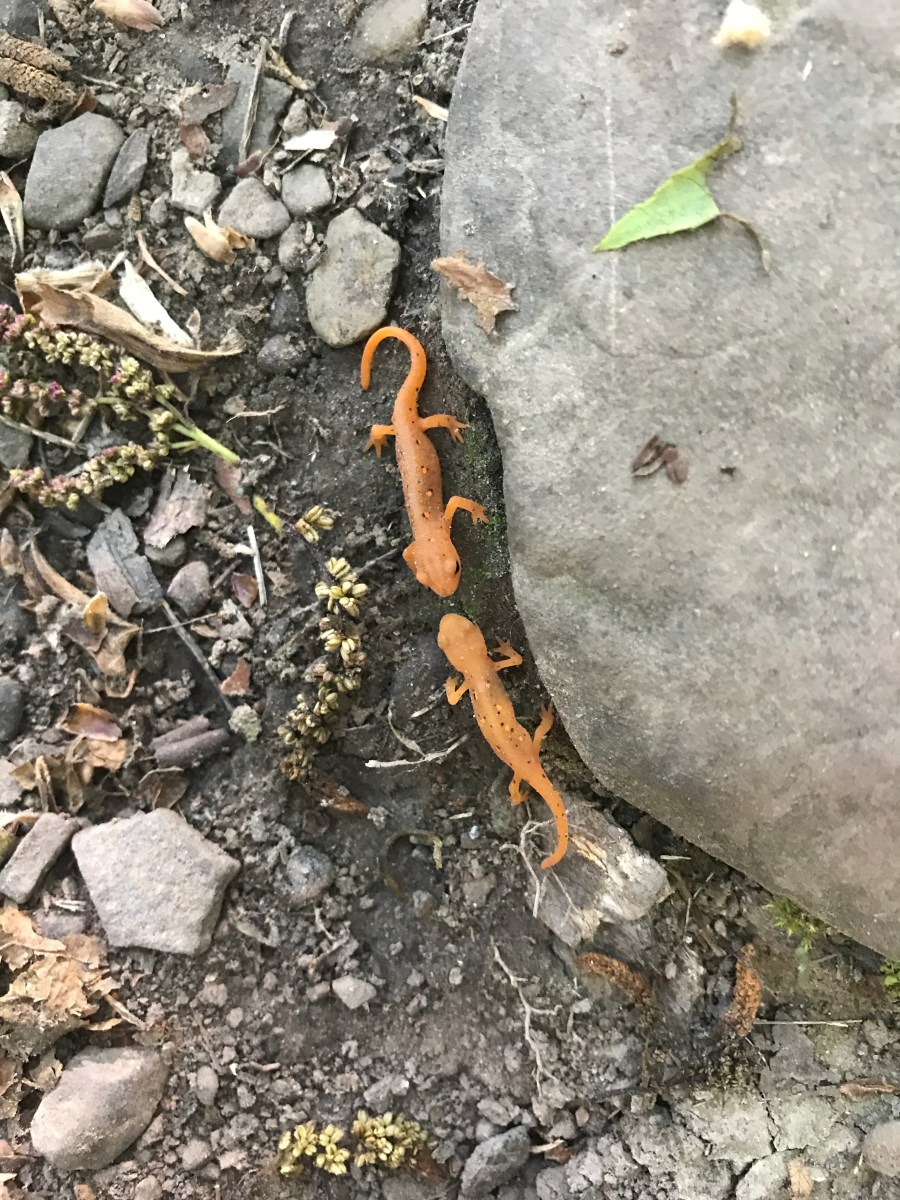 Red Efts – Julia Sforza